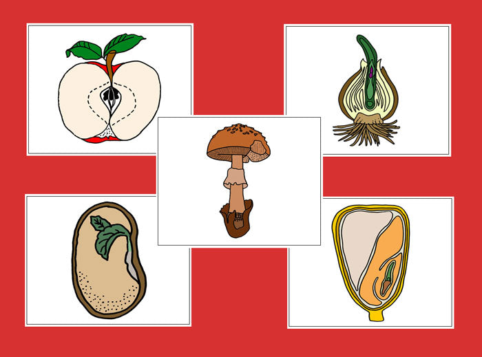 Montessori Science Lessons - Montessori Print Shop