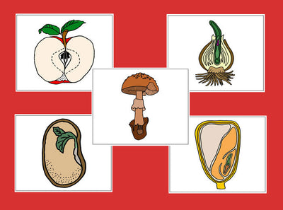 Montessori Science Lessons - Montessori Print Shop