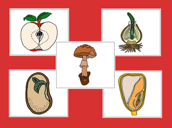 Montessori Science Lessons - Montessori Print Shop