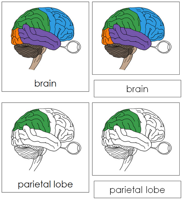 Human Brain Nomenclature Cards - Montessori Print Shop