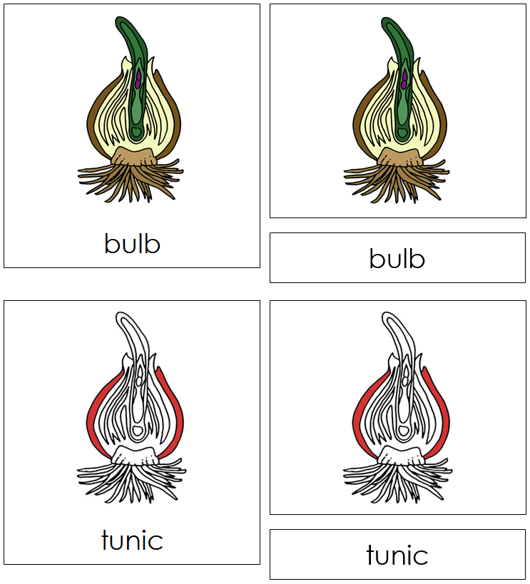 Botany Nomenclature Bundle (Red) Set 2 - Montessori Print Shop Digital ...
