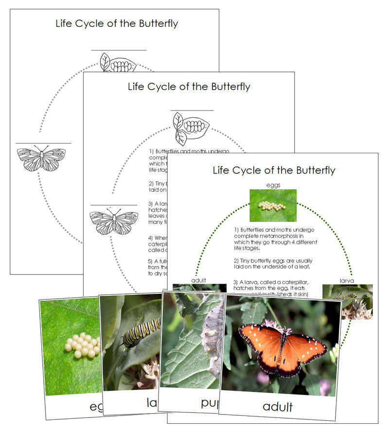 Butterfly Life Cycle Nomenclature Cards - Montessori Print Shop