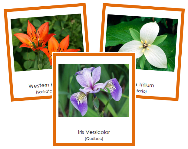 Canadian Provincial Flowers - Montessori Print Shop