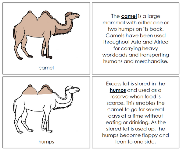 Camel Nomenclature Book - Montessori Print Shop