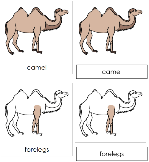 Camel Nomenclature Cards - Montessori Print Shop