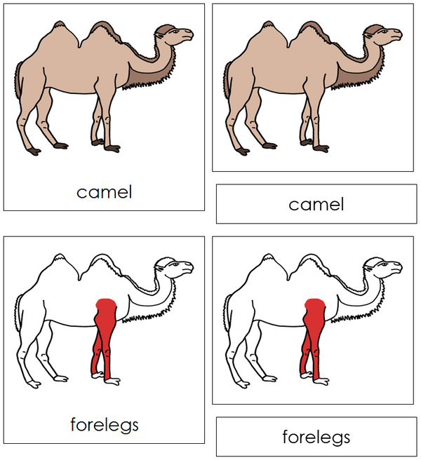 Parts of a Camel Nomenclature Cards (red) - Montessori Print Shop ...
