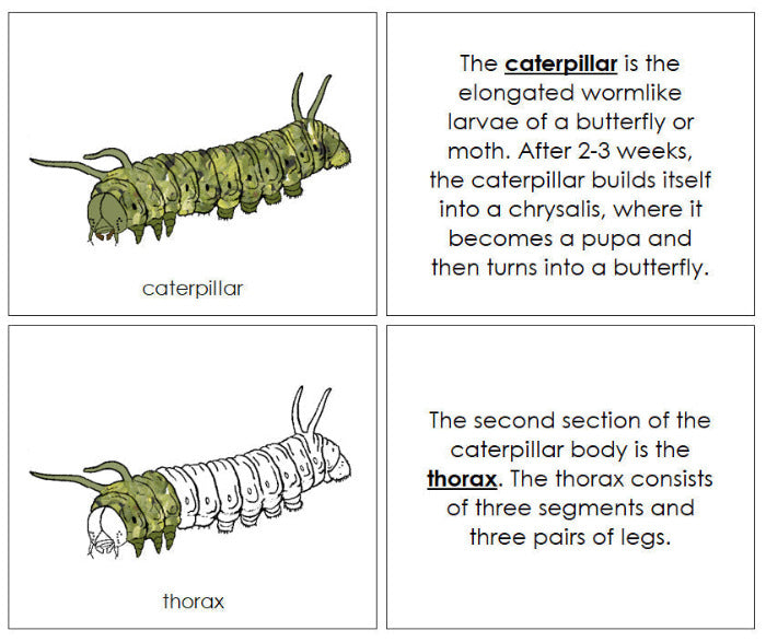 Caterpillar Nomenclature - Montessori Print Shop