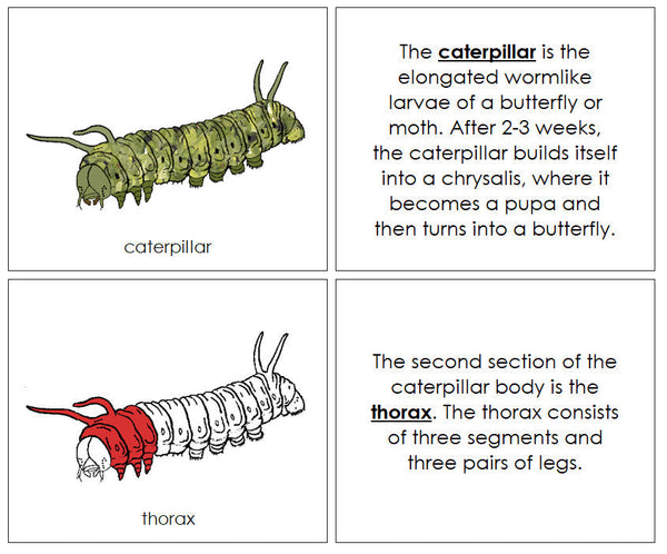 Caterpillar Nomenclature Book (red) - Montessori Print Shop