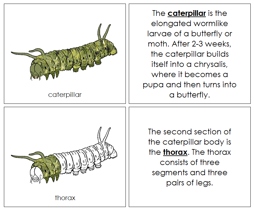Zoology Nomenclature Bundle Set 2 - Montessori Print Shop