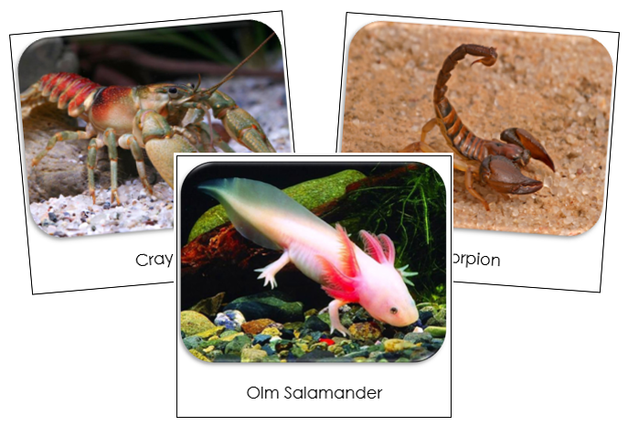 Printable Safari Toob Cards - Montessori Print Shop