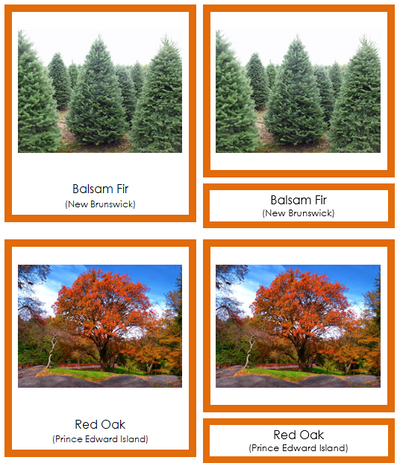 Canadian Provincial Trees - Montessori Print Shop Cards