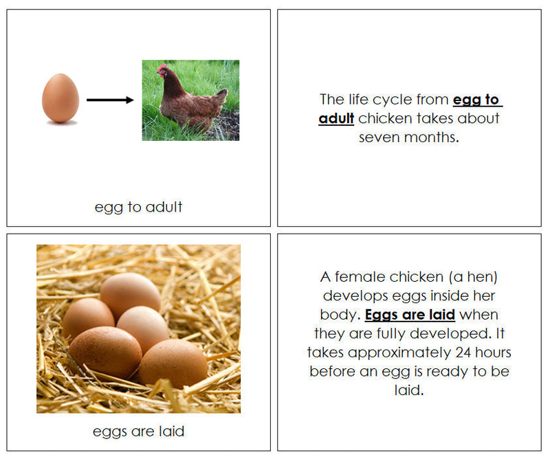 Chicken Life Cycle Nomenclature Book - Montessori Print Shop Digital ...
