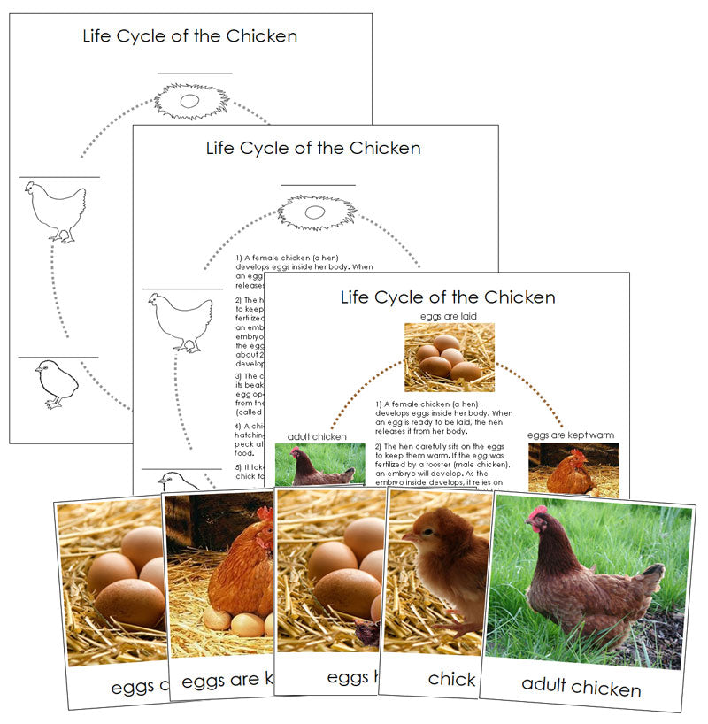 Chicken Life Cycle Nomenclature - Montessori Print Shop Digital Download