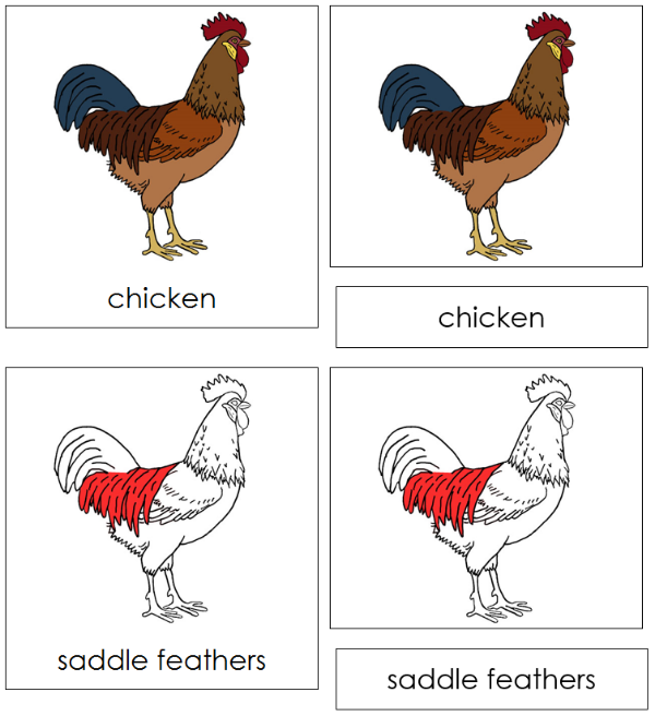 Chicken Nomenclature Cards (red) - Montessori Print Shop