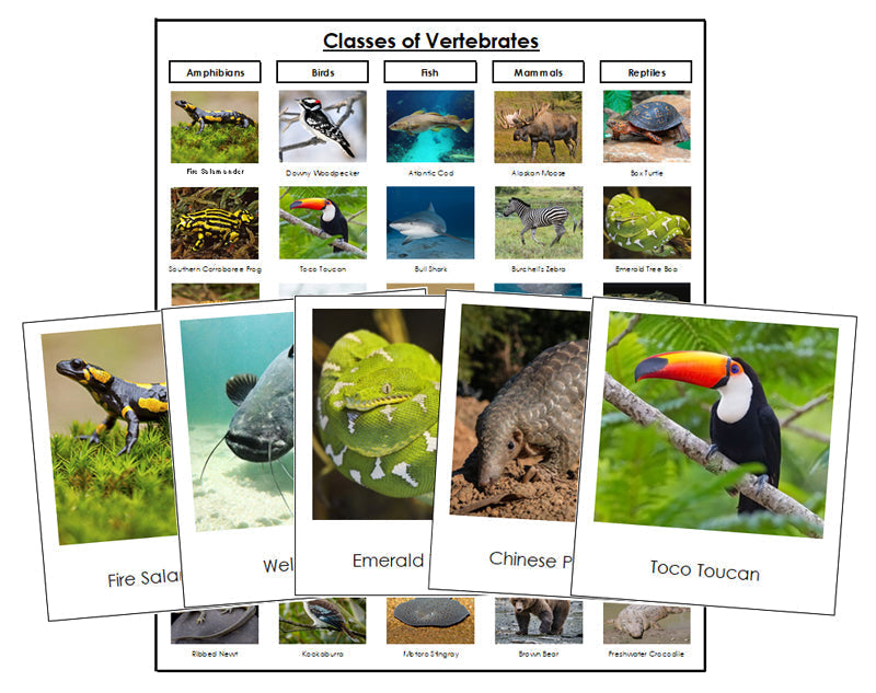 Classes of Vertebrates Sorting - Montessori Digital Download ...
