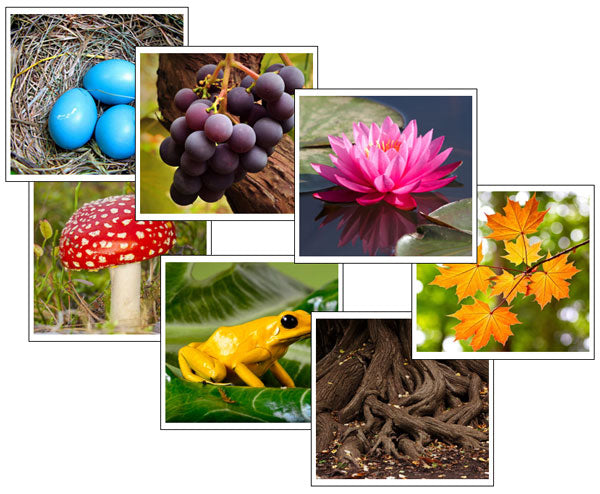 Colors In Nature Sorting Cards - Montessori Print Shop