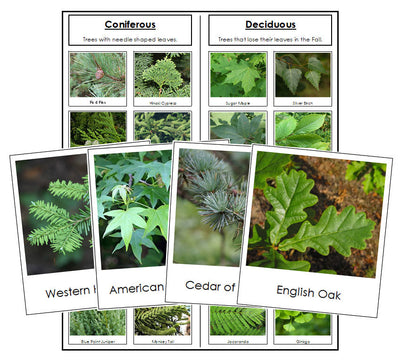 Printable Montessori Botany Lessons - Montessori Print Shop