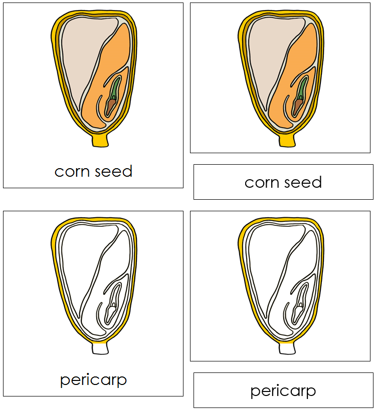 Botany Nomenclature Bundle Set 2 - Montessori Print Shop