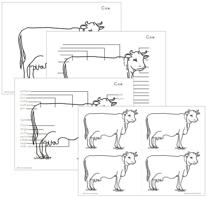 Elementary Montessori Cow Nomenclature - Montessori Print Shop