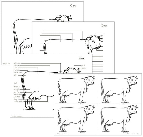 Elementary Montessori Cow Nomenclature - Montessori Print Shop