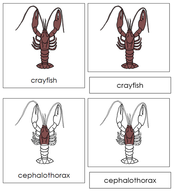 Crayfish Nomenclature Cards - Montessori Print Shop
