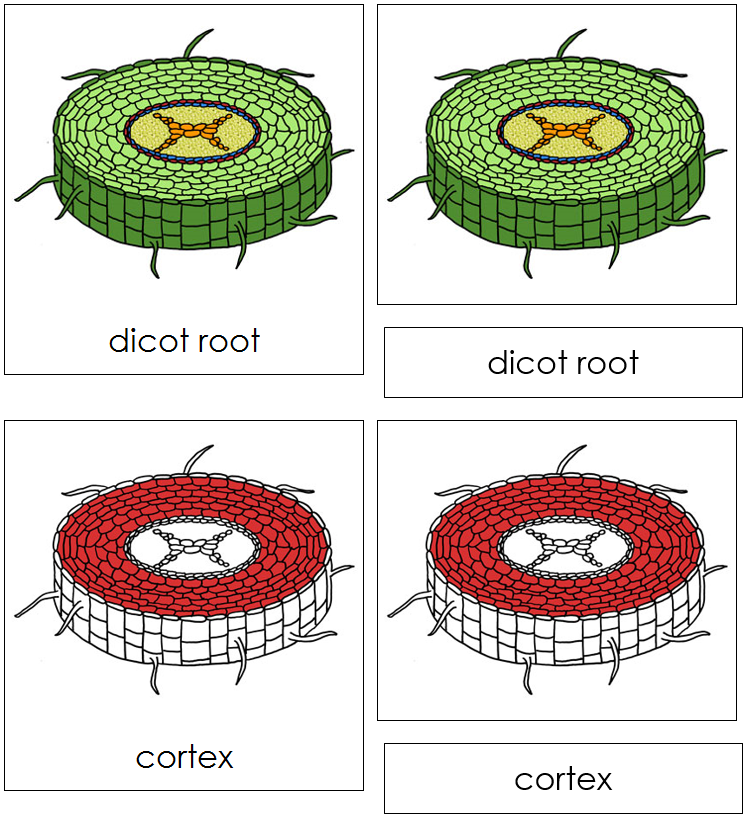 Dicot Root Nomenclature Cards (red) - Montessori Print Shop