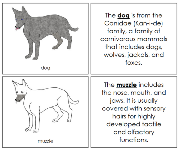 Dog Nomenclature Book - Montessori Print Shop