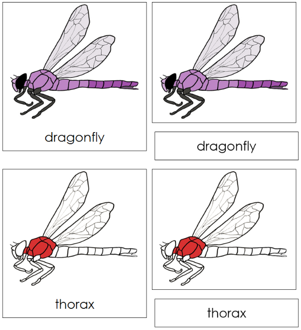 Dragonfly Nomenclature Cards (red) - Montessori Print Shop