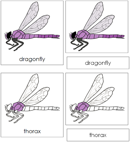 Dragonfly Nomenclature Cards - Montessori Print Shop