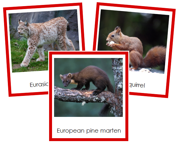 Europe Fun Facts - Montessori Print Shop