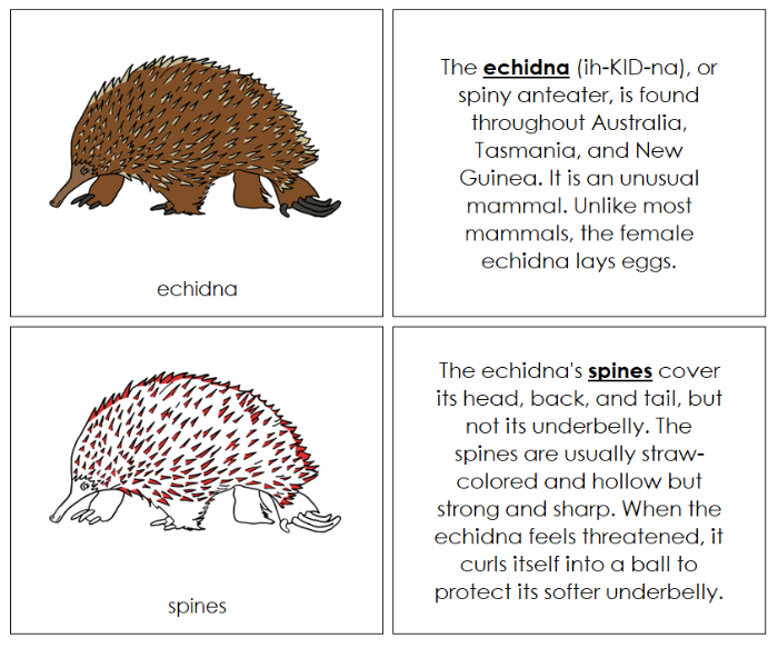 Echidna And Hedgehog