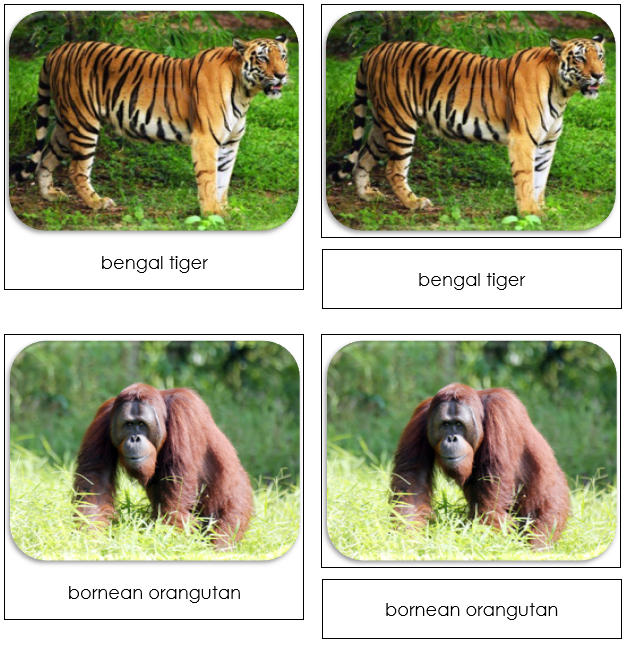 Endangered Species (Land) Safari Toob Cards - Montessori Print Shop