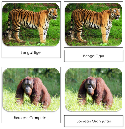 Endangered Species (Land) Safari Toob Cards - Montessori Print Shop