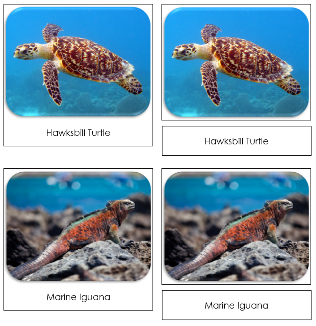 Endangered Species (Marine) Safari Toob Cards - Montessori Print Shop