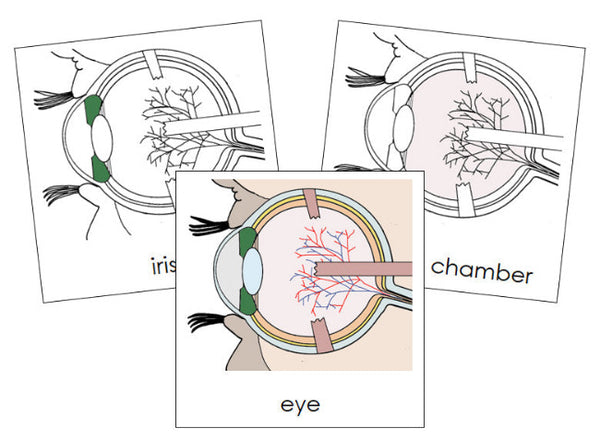 Human Eye Nomenclature Cards - Montessori Print Shop