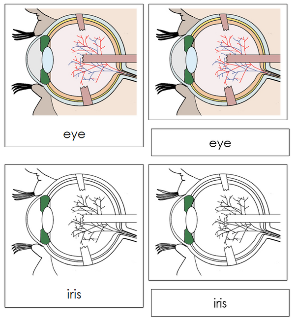 Human Eye Nomenclature Cards - Montessori Print Shop