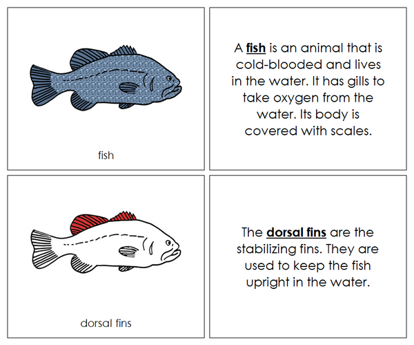 Zoology Nomenclature Bundle (Red) Set 1 - Montessori Print Shop Digital ...