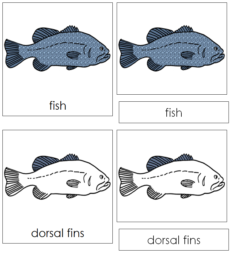 Zoology Nomenclature Bundle Set 1 - Montessori Print Shop Digital Download