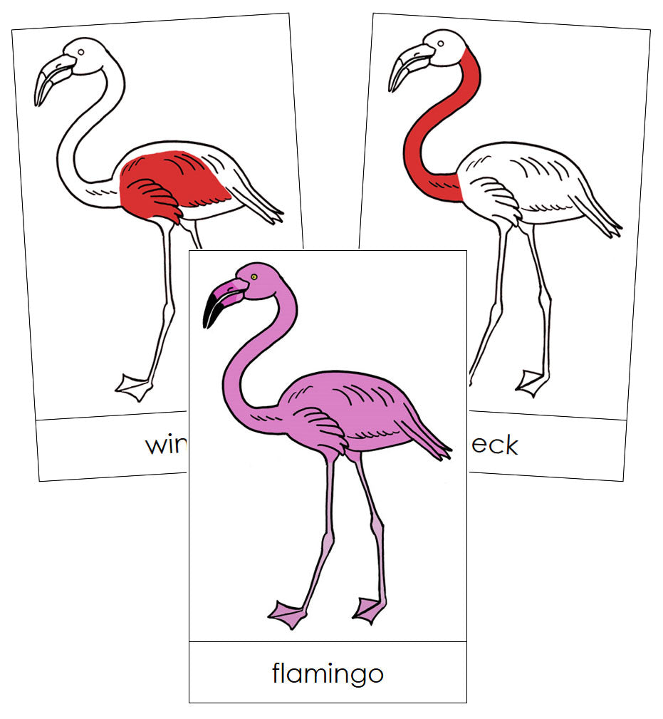 Flamingo Nomenclature Cards (red) - Montessori Print Shop FREE Download