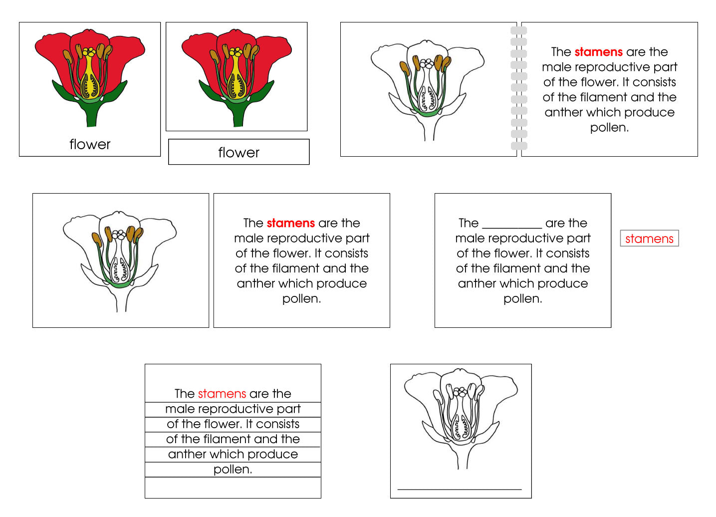 Flower Definition Set (color) - Montessori Print Shop