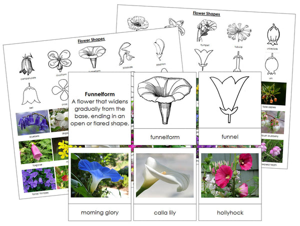 Types of Flower Shapes Sorting - Montessori Print Shop