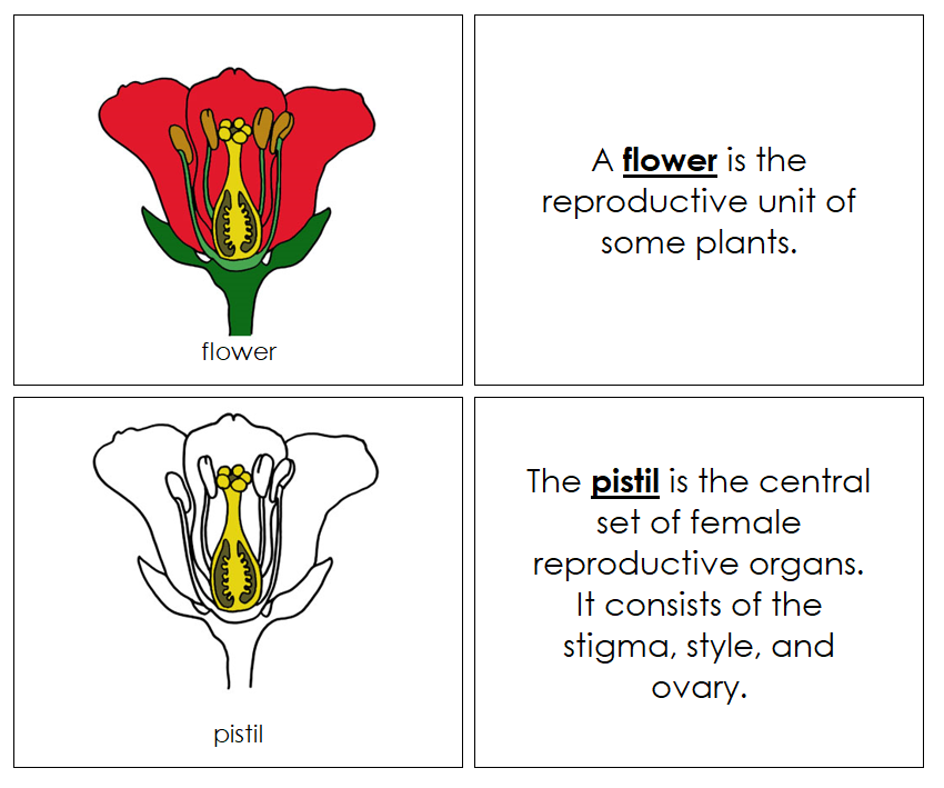 Botany Nomenclature Bundle Set 1 - Montessori Print Shop