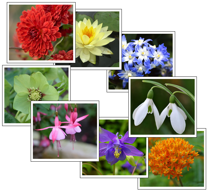 Flower Color Sorting Cards - Montessori Print Shop