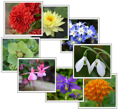 Flower Color Sorting Cards - Montessori Print Shop