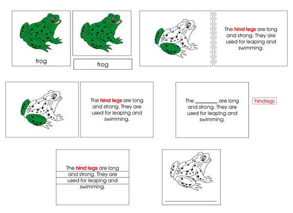 Frog Definition Set (color) - Montessori Print Shop