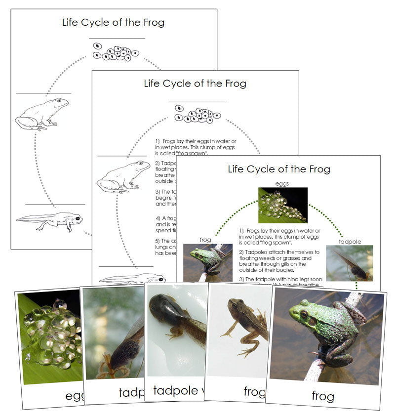 Frog Life Cycle Nomenclature Cards - Montessori Print Shop