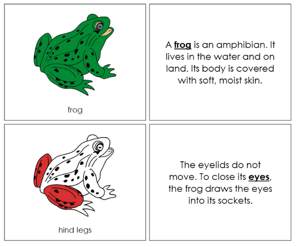 Frog Nomenclature Book (red) - Montessori Print Shop