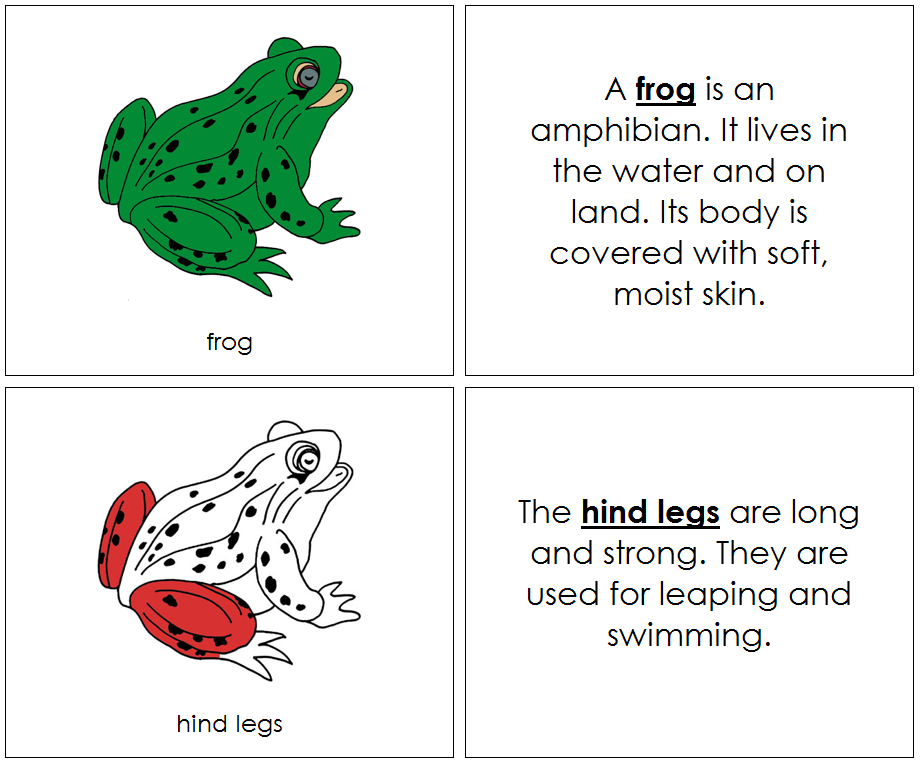 Zoology Nomenclature Bundle (Red) Set 1 - Montessori Print Shop Digital ...