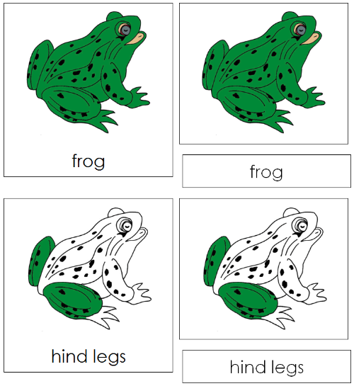 Frog Nomenclature Cards - Montessori Print Shop