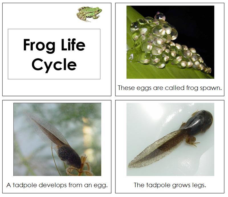 Toddler Frog Life Cycle Book - Montessori Print Shop